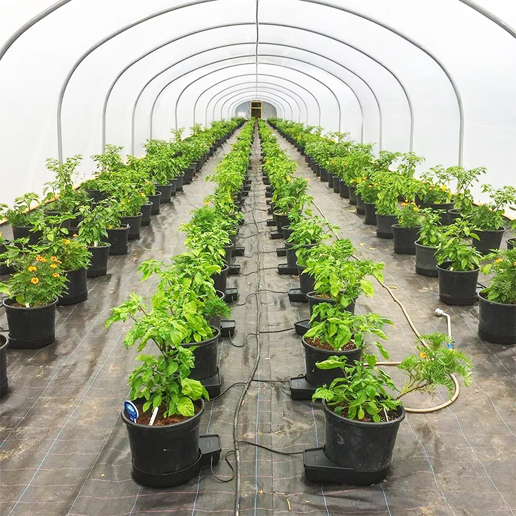 Tropical Area Plants Growing Plastic Film Tunnel Multi-span Greenhouse ...