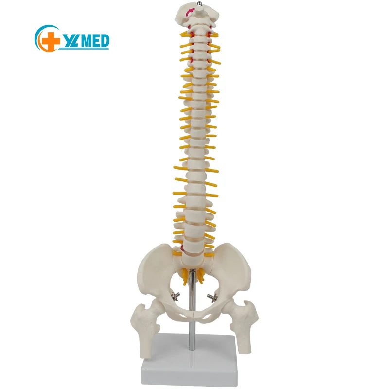 Medical Science Human Anatomical Skeleton Model For Teaching Use 45cm Spinal With Pelvis And Leg ...