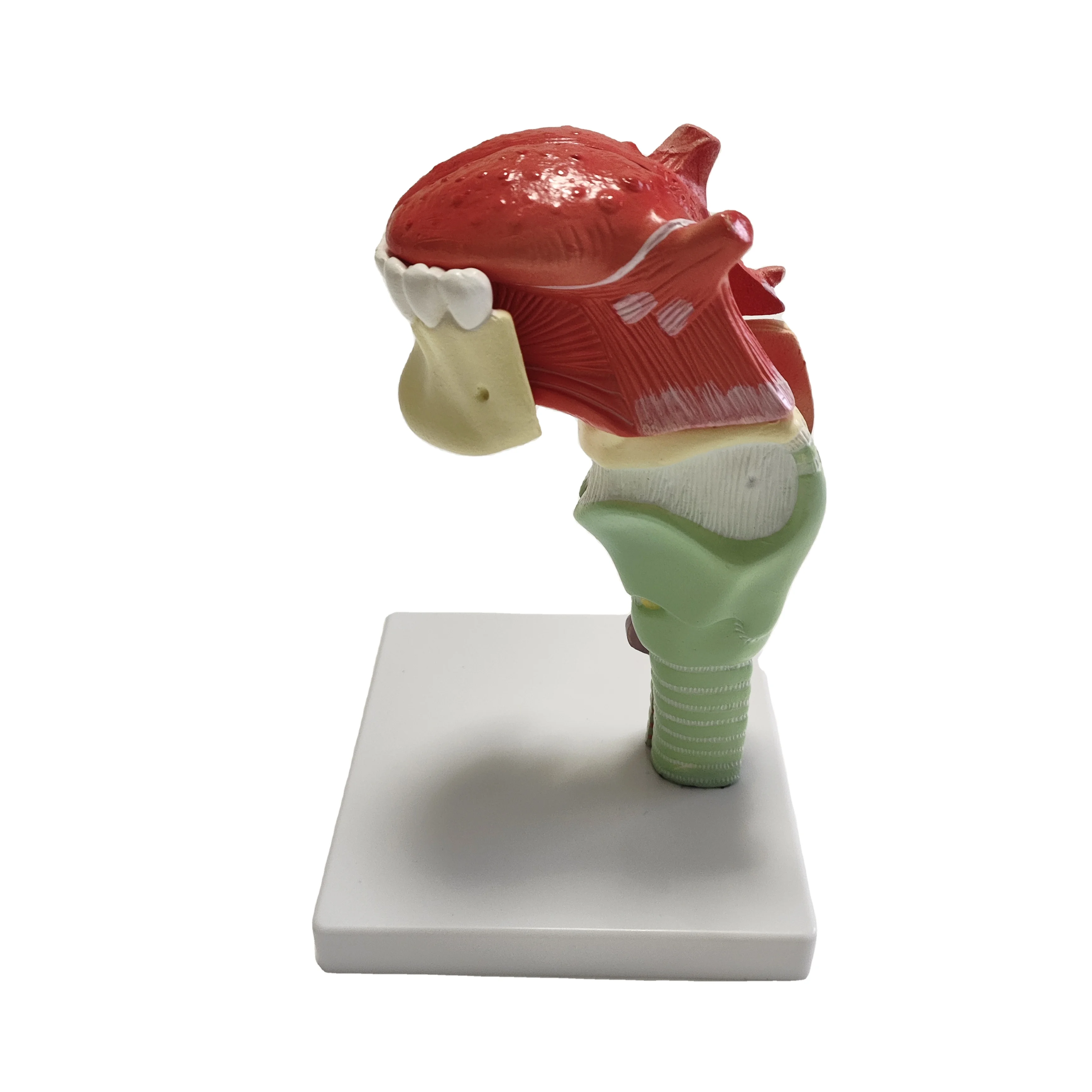 Human Throat Anatomical Model Larynx Anatomy Model With Tongue and ...