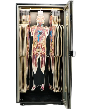 Ecdh Digital Human Model For Anatomy Teaching Medical School Students ...