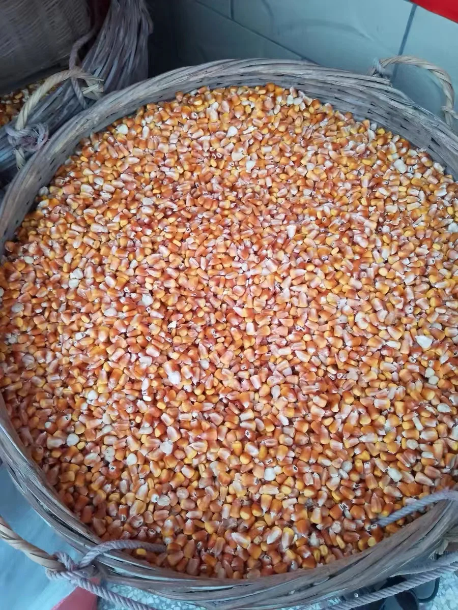 Multifunction Sheller Price Big Corn Thresher Sweet Corn Rice Paddy ...