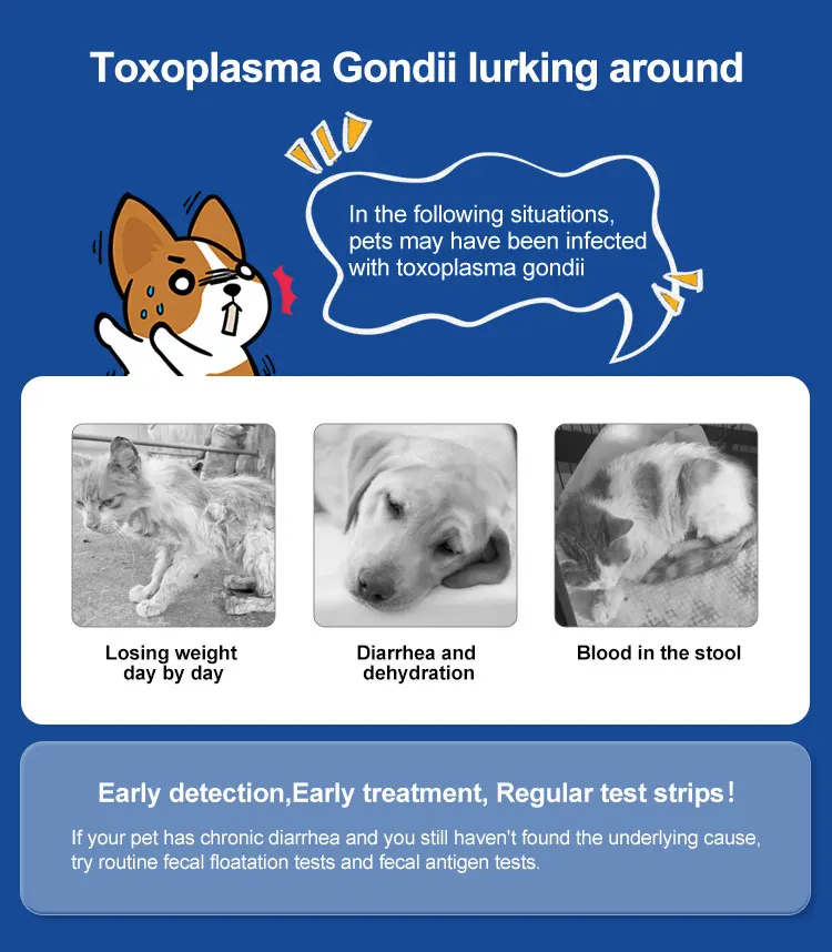 Pettie Paw Veterinary Test Canine Feline Giardia Antigen Test For Dog ...