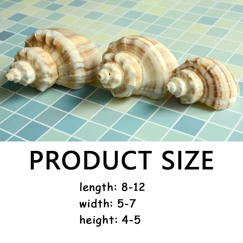 Natural Seashell Conch Shell For Sale Home Decoration And Jewelry ...