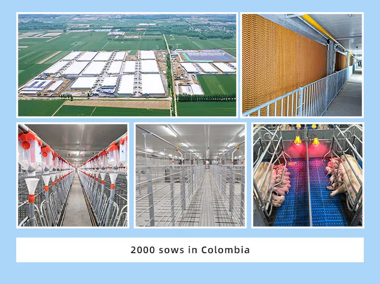 Pig Farm Epc Project Floor Plan Design Modern Pig Farm Intelligent Pig ...