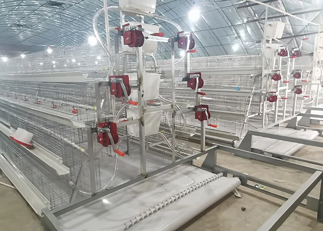 H Type Broiler Feeding Equipment - Efficient Chicken Cages