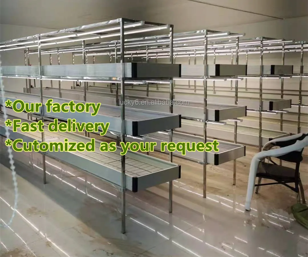 Factory Farming Mushroom Cultivation Shelves Metal Mushroom Growing ...
