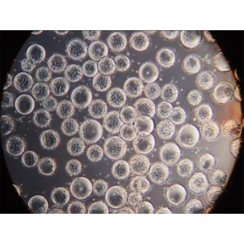 Cell Culture Spherical Bioreactor Carrier - Easy Cell Growth