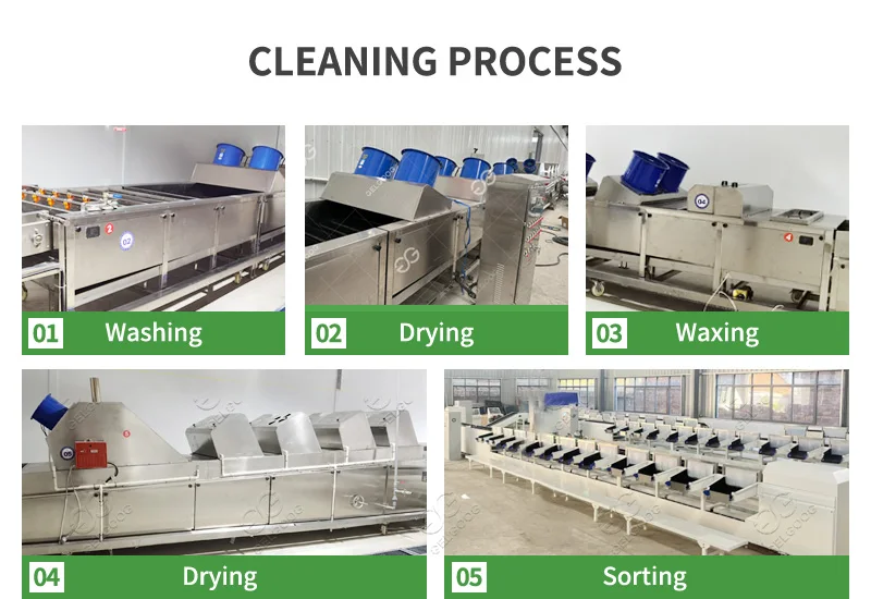 Mango Sorting and Quick Drying Machine - Efficient Fruits Processing