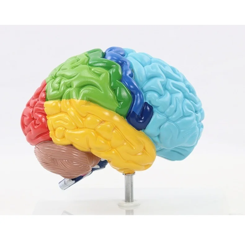 Medical Teaching the Anatomy of Human Brain Model in Human Life-size ...