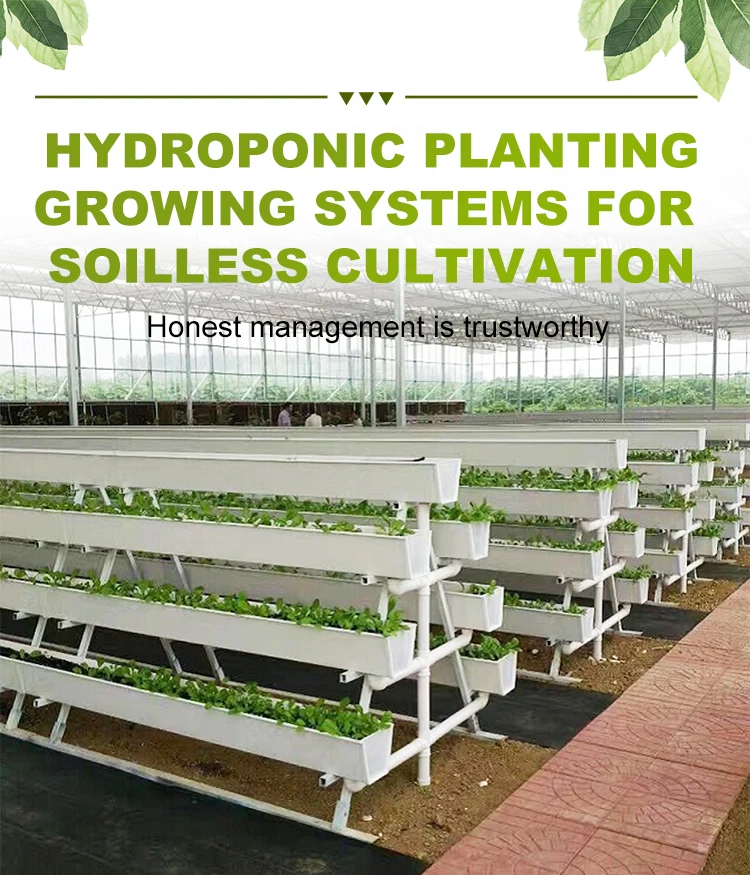 Victorian Greenhouse Hydroponics System Indoor Hydroponics Nft System ...