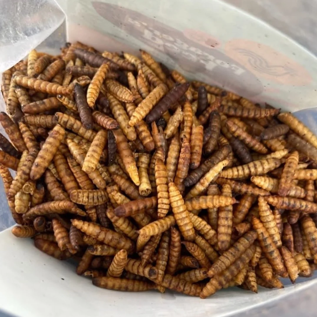 Bulk Dried Black Soldier Fly Larvae Natural Flavor Bsf Larvae Private ...