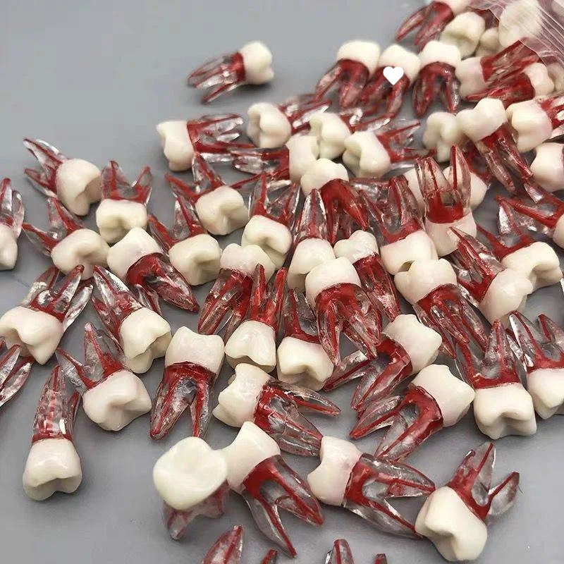 Dental Endodontics Endo Tooth Teeth Root Canal Models For Rct Training ...
