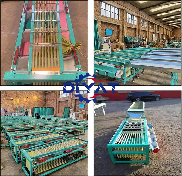 Multi-functional Fresh Medjool Dates Sorting Machine For Vegetable And ...