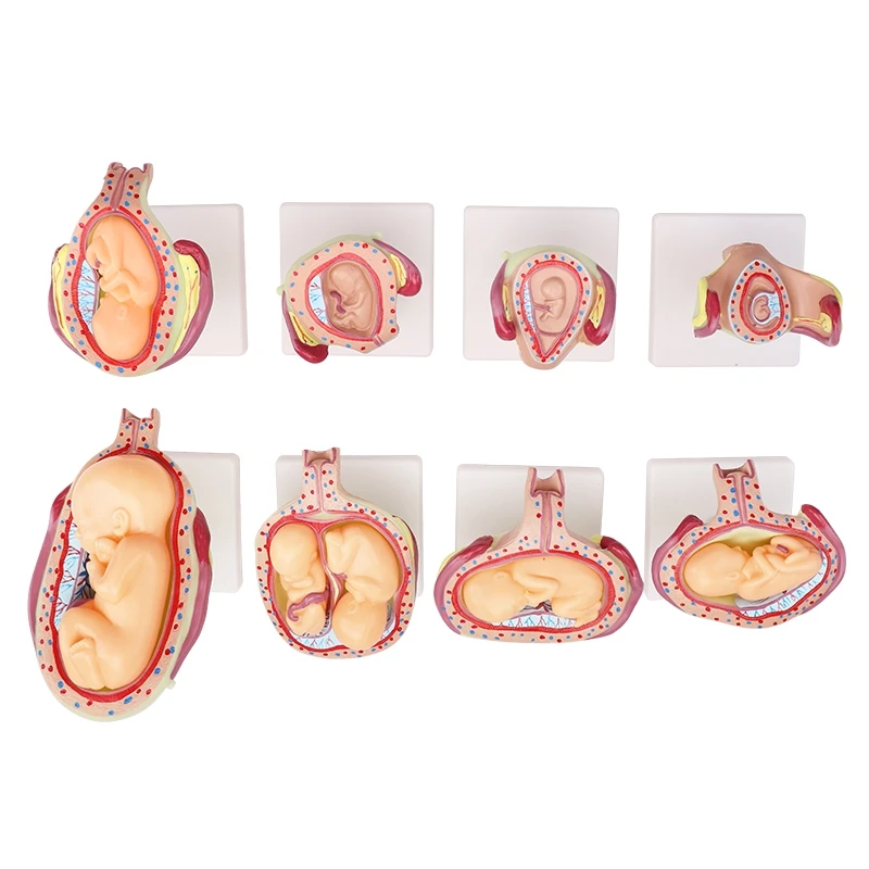 Wholesale Fetus Development Teaching Model - Fetus Growth by Month
