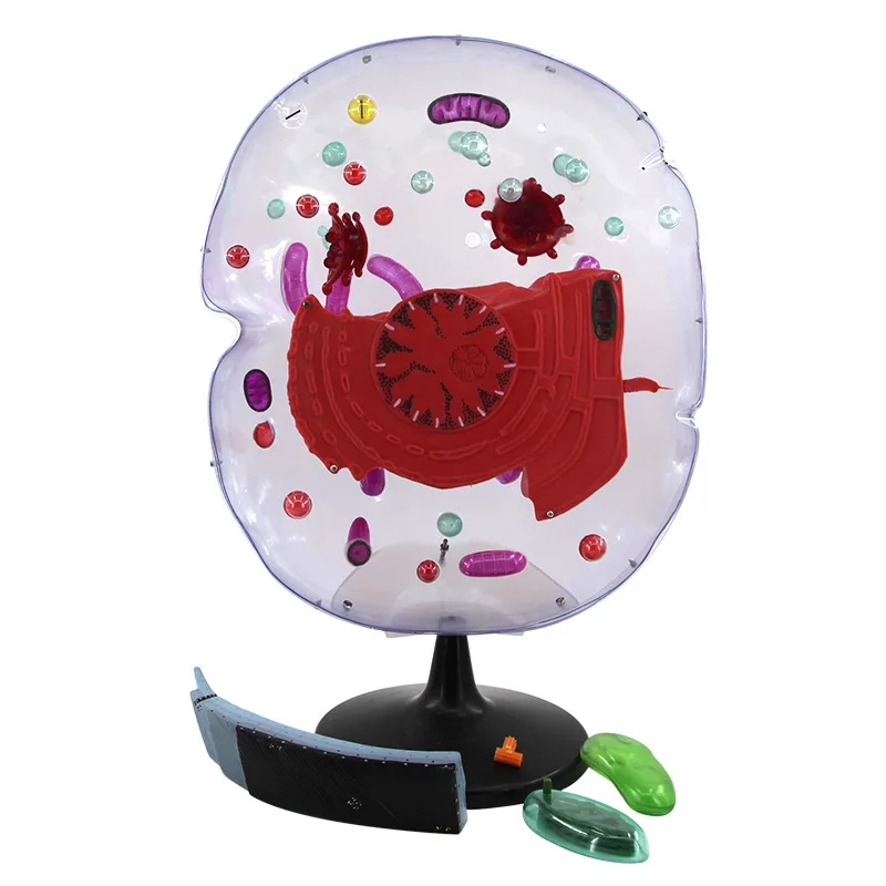 Educational School Anatomy Plant Cell Model Biology Teaching Resource ...