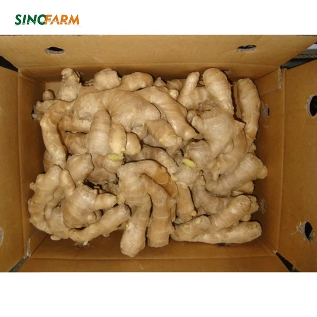 Alibaba.com: Yellow Ginger, Fresh Ginger Export, Bangladesh Origin ...