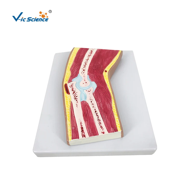 Cross-sectional Knee Joint Anatomy Model spinal cord anatomical ...