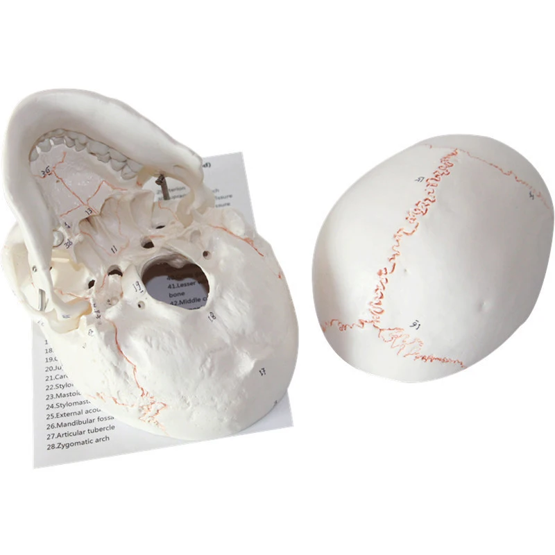 PVC Simulation Human Skull Model - Detachable Anatomy