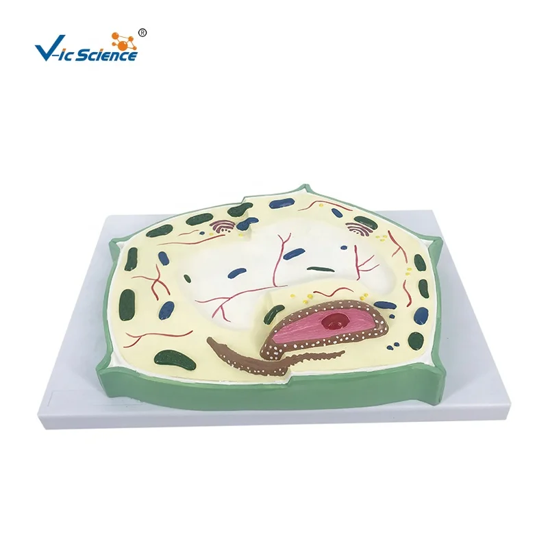 Plant Cell Model synapse dna structure model cell plant models| Alibaba.com