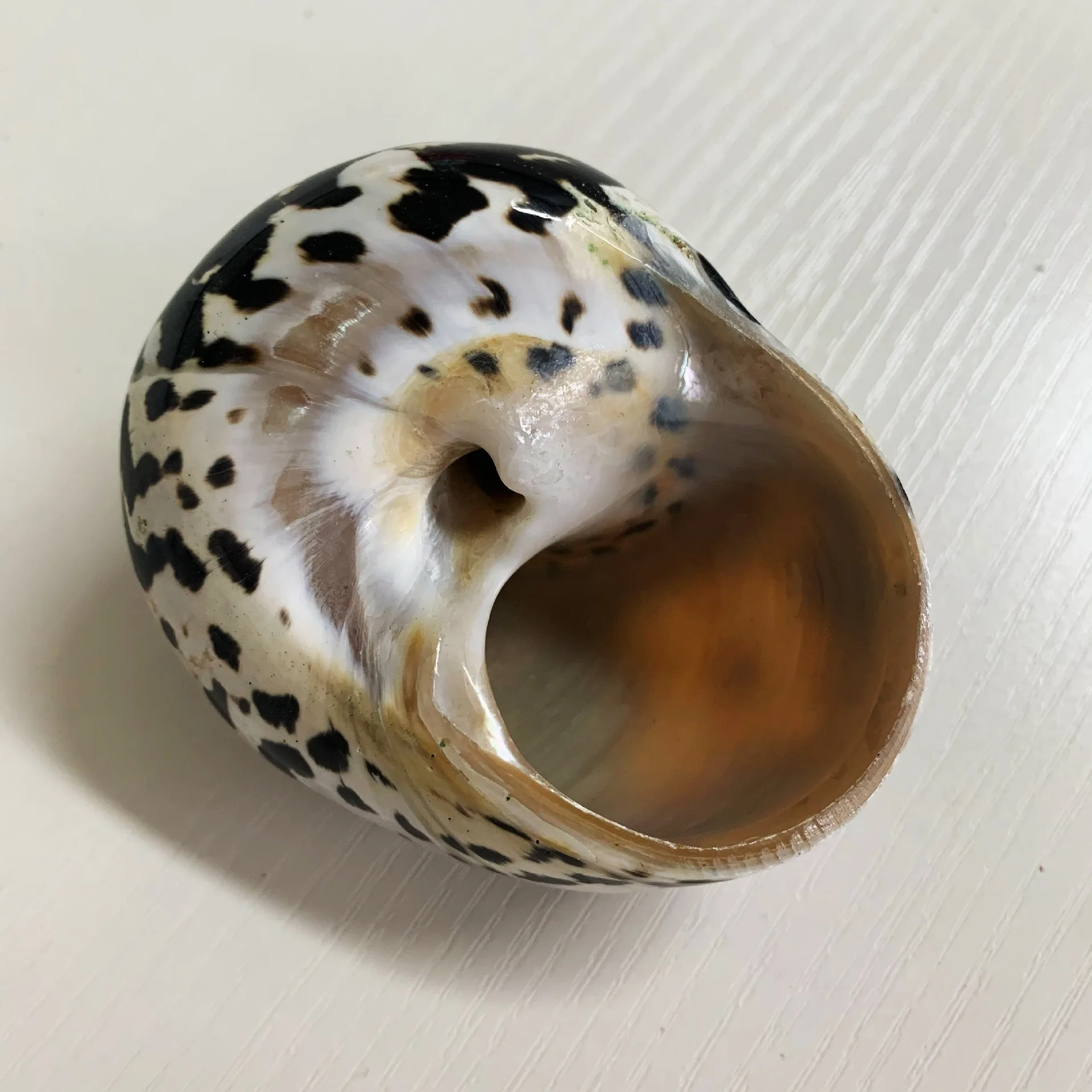 Natural Black Large Conch Shell - Perfect for Home Decor