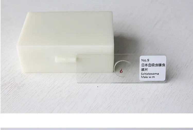 Malaria Prepared Biology Parasite Slides - 10 Clear Cell Staining ...