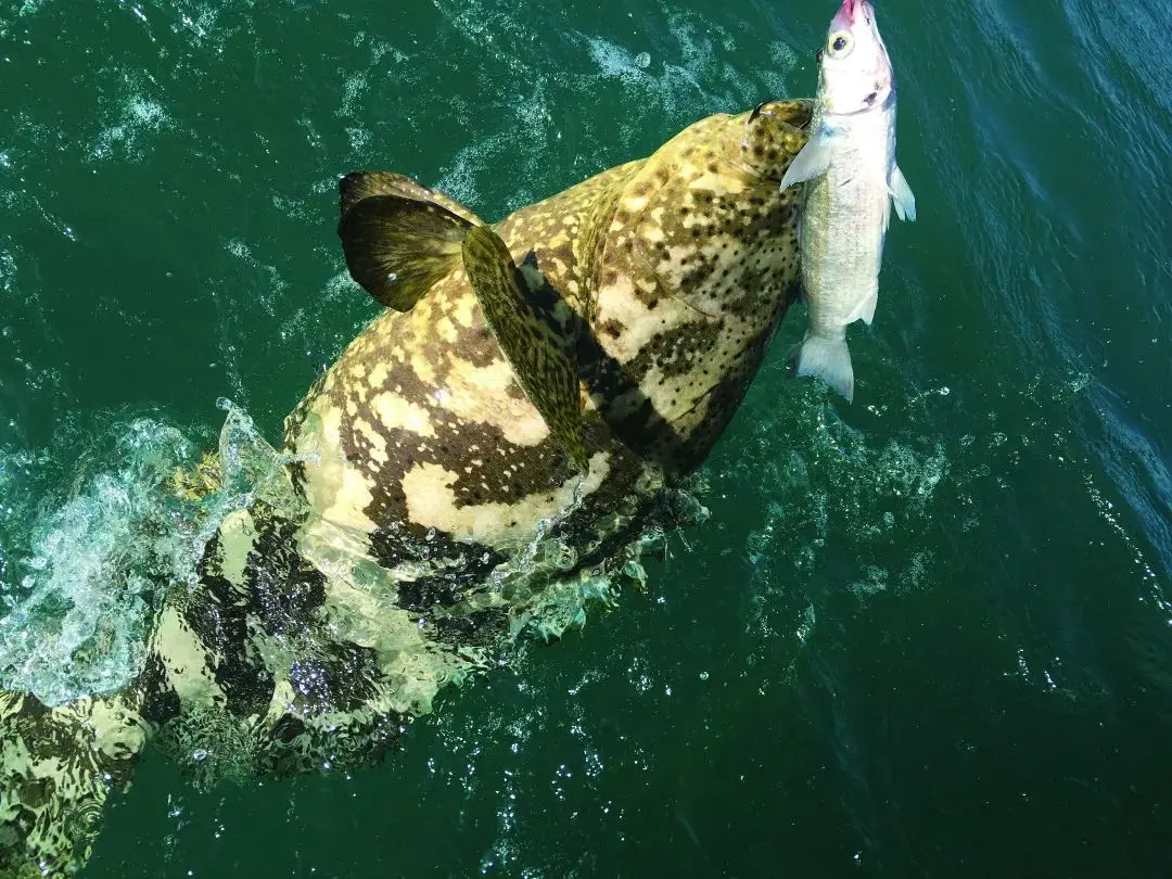 DN 100m 32LB-72LB 8 Strand Braided Fishing Line 0.1mm-0.5mm Fishing ...