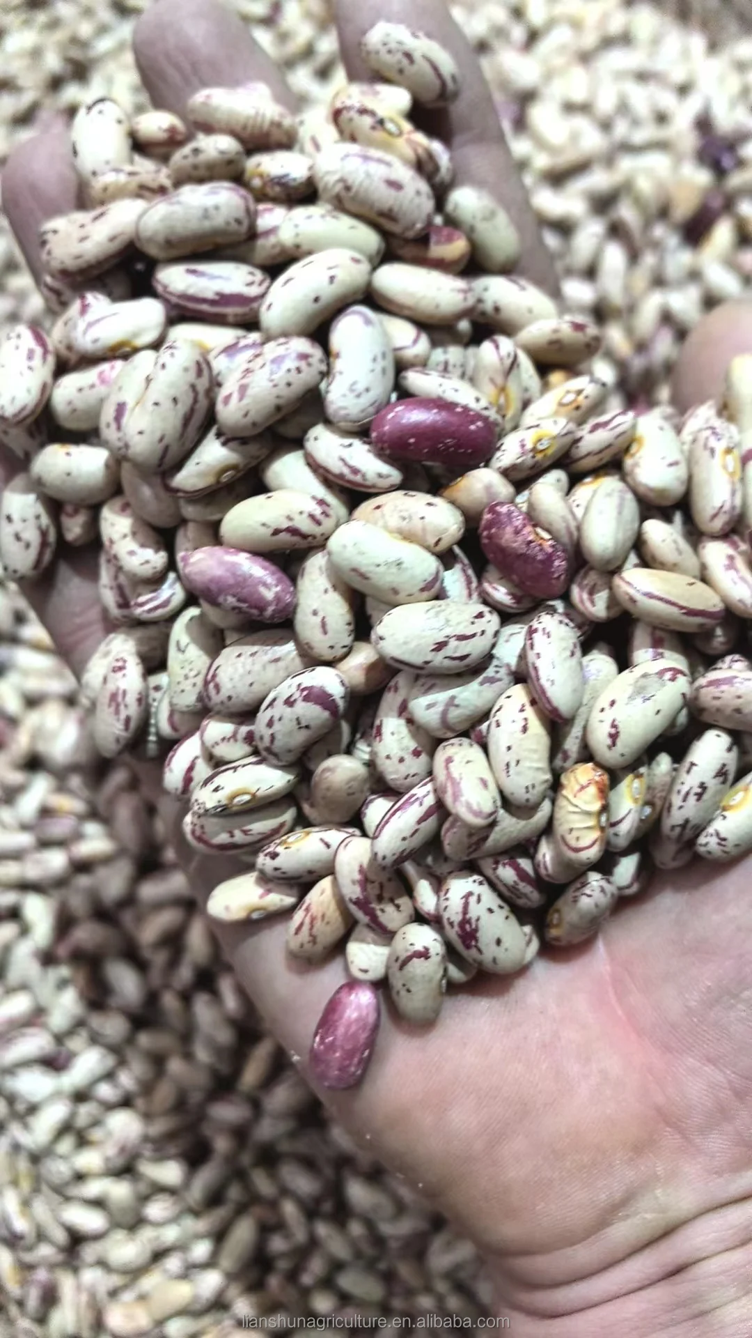 Dried Long Shape Light Speckled Kidney Beans Pinto Beans - Buy Dried ...