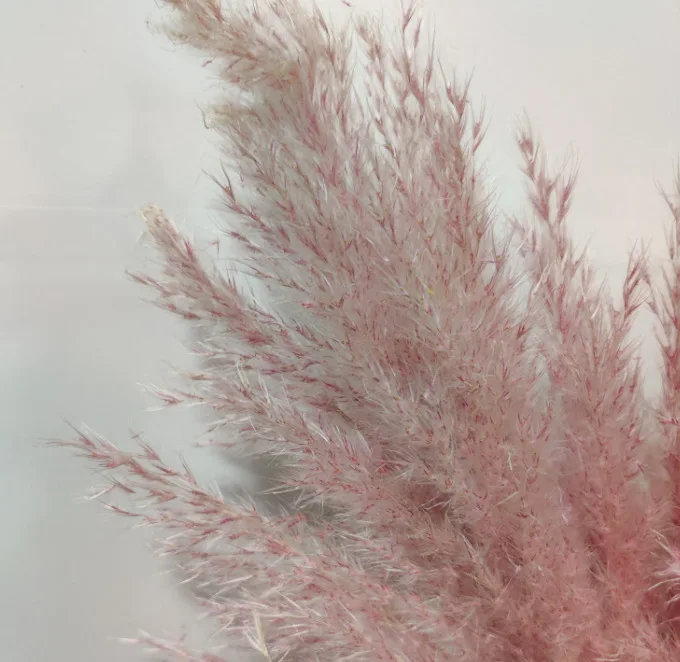 Eternal Dried Reed Preserved Fresh Pampas Grass Everlasting Flower New ...