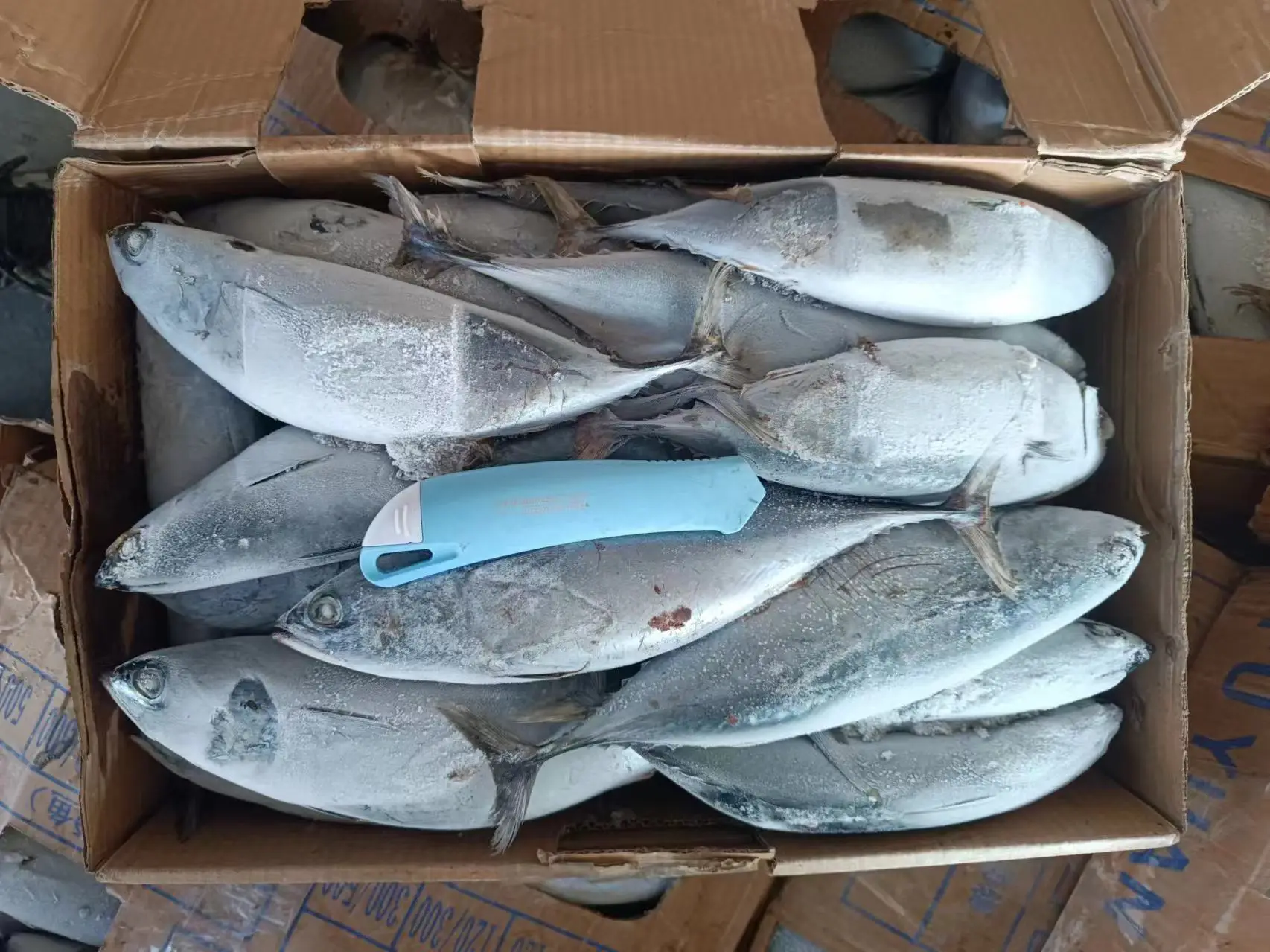 300-500g Auxis Thazard Frozen Whole Bonito For Ghana - Buy Bonito ...