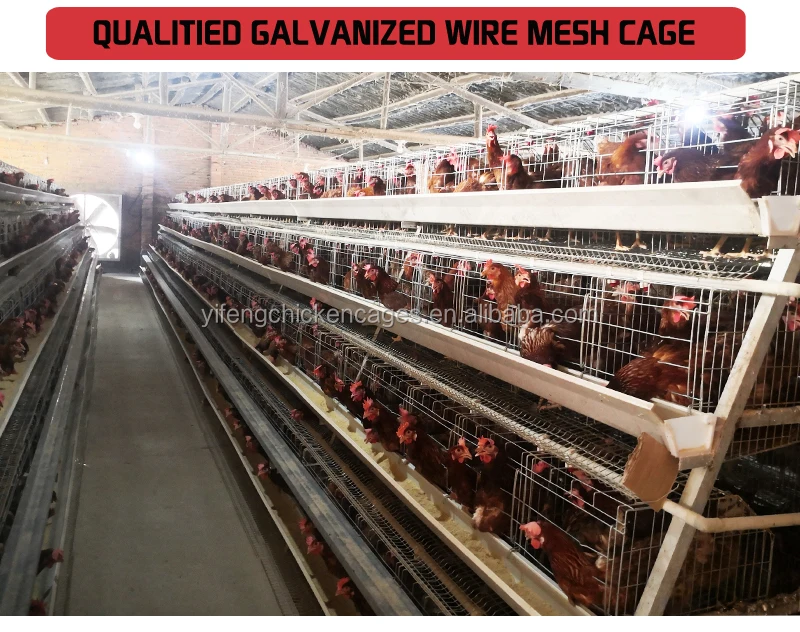 Hot Dip Galvanize Steel Big A Type Poultry Farm Equipment Battery Layer ...