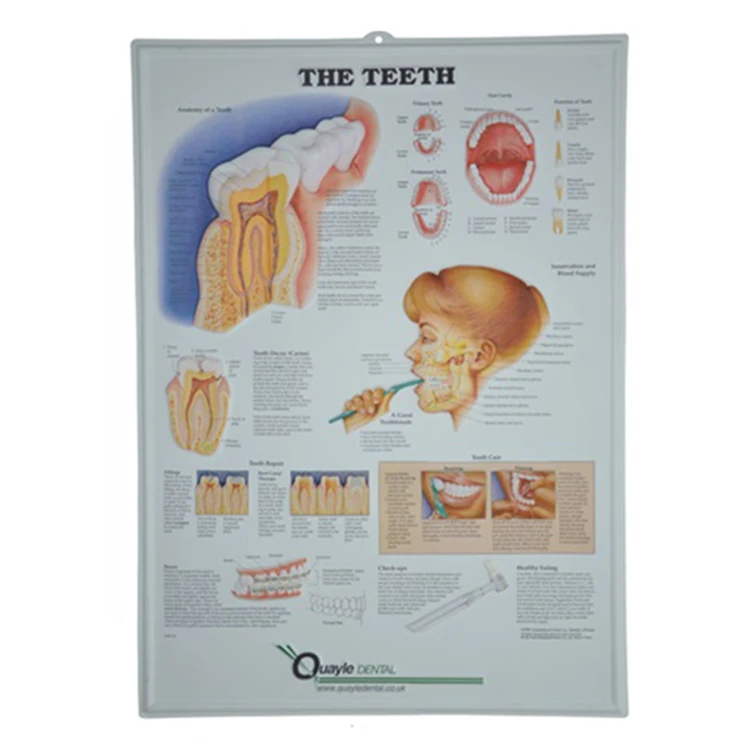 Custom Printing 3D Embossed Human Anatomy Poster - PVC Educational ...