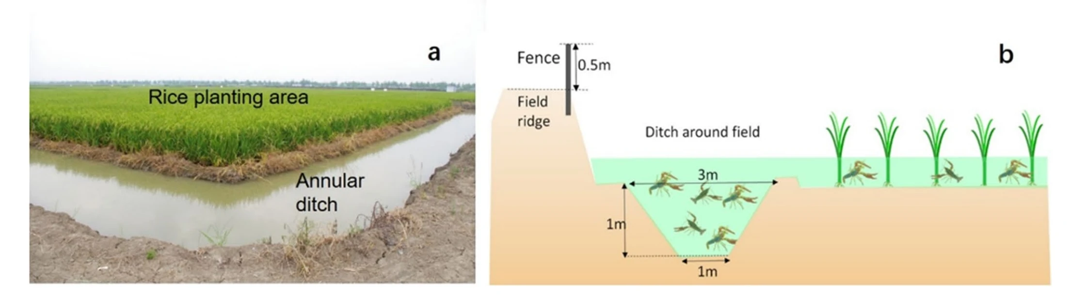 Commercial Indoor RAS System Fish Farming Equipment Aquaculture System ...