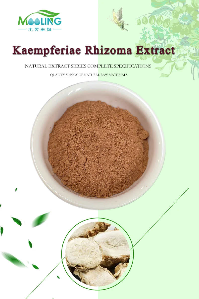 Top Quality Rhizoma Kaempferiae Extract Powder - Buy Rhizoma ...