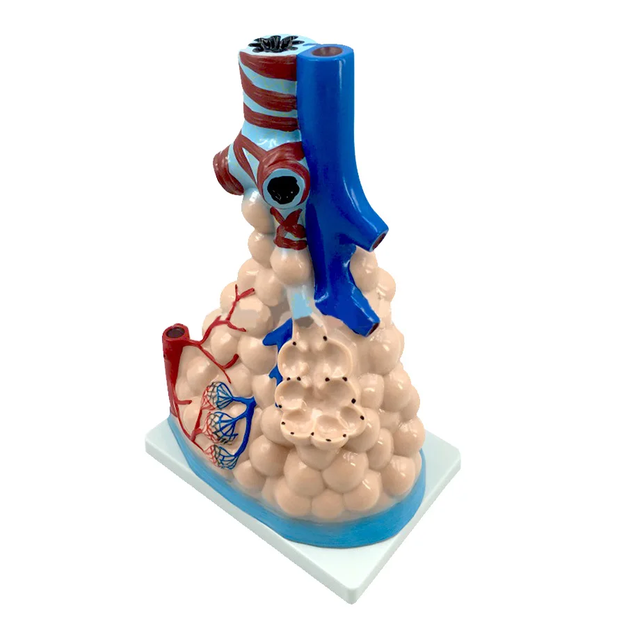 Human Alveolar Anatomy Medical Teaching Model - Buy Alveolar Anatomical ...