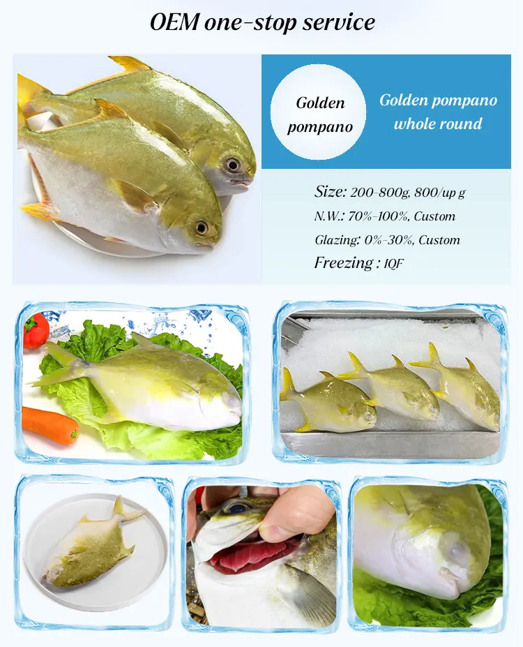 Frozen Golden Pomfret Fresh Golden Pompano Fish Frozen Golden Pompano ...