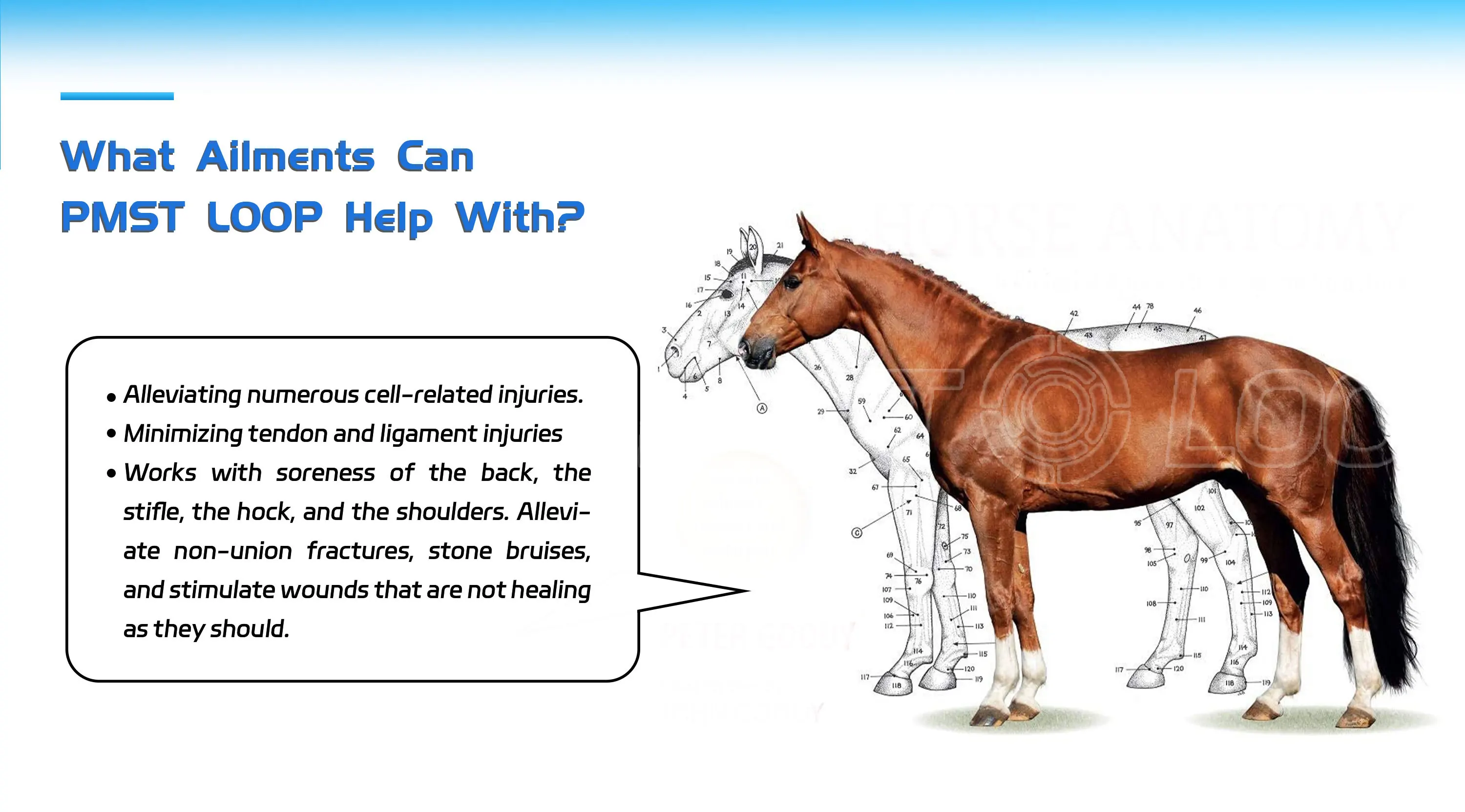 PMST Loop Pemf Machines for Body Therapy - VET HORSE EQUINE ANIMAL