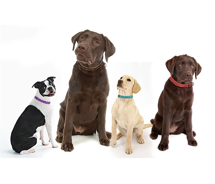 Wholesale High Quality Professional Adjustable Dog Collars Custom Logo ...