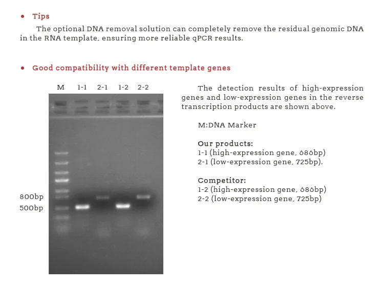 M-mlv Reverse Transcription Premix 50 Rxns For Qpcr 1st Strand Cdna ...
