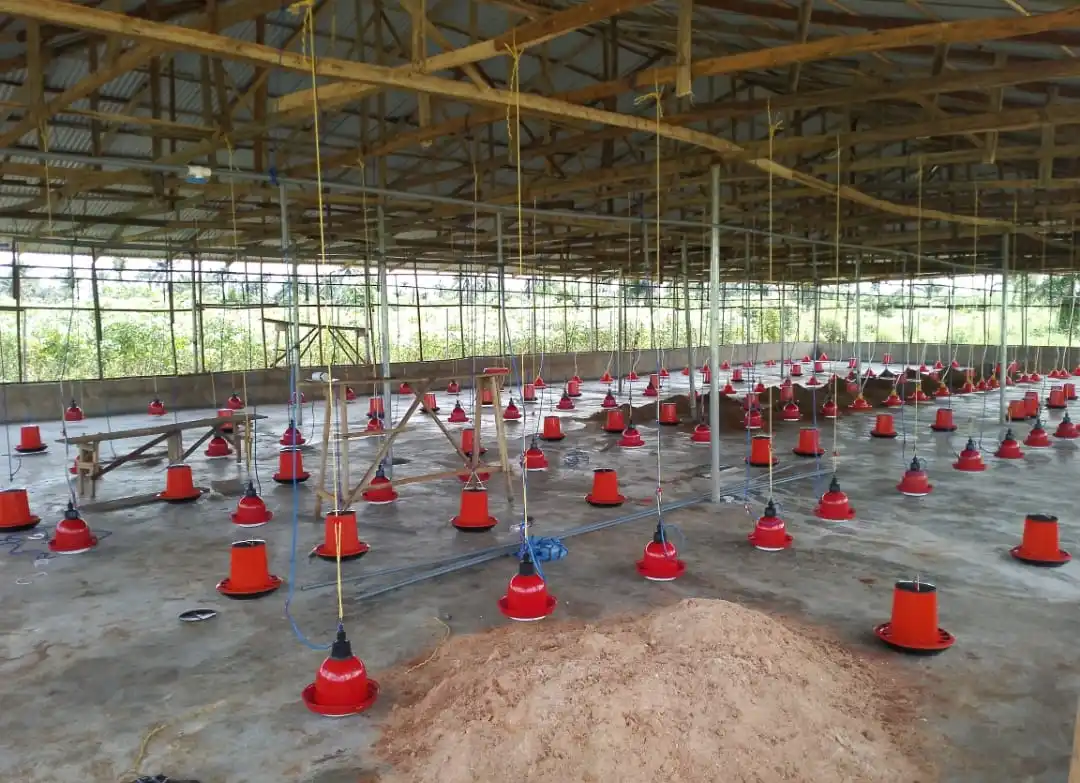 160 Birds Chicken Cages Laying Hens A Type Battery Layer In Kenya ...