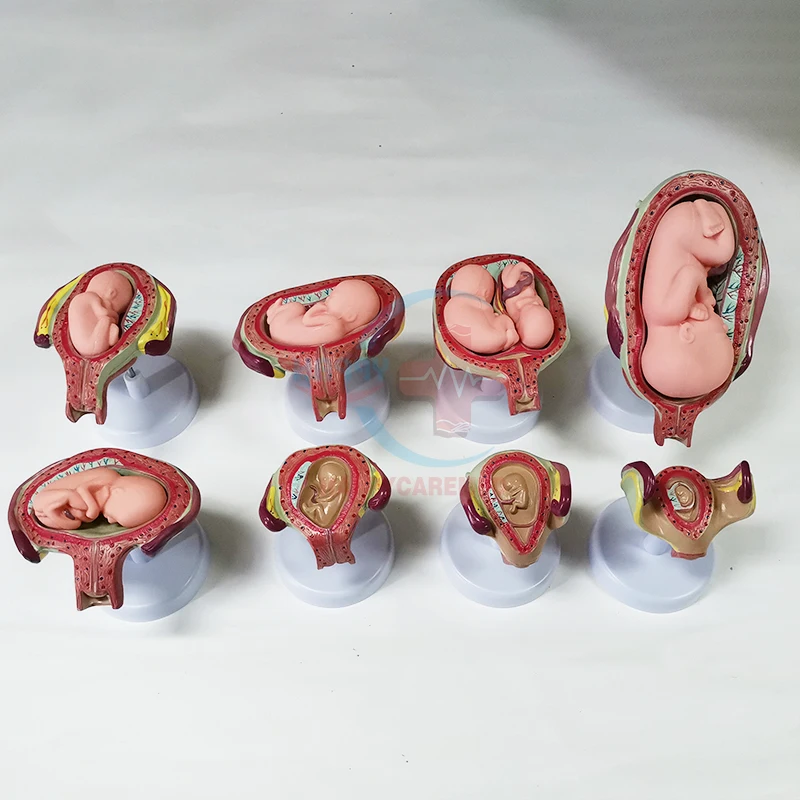 HC-S344 Obstetrics Model - Fetus Growth Demonstration