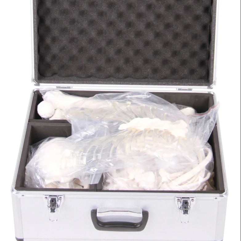 human skeleton anatomical model pvc skeletons models| Alibaba.com
