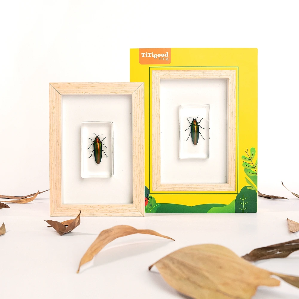 Educational Supply Real Insect Paperweight Taxidermy Specimen In Resin ...