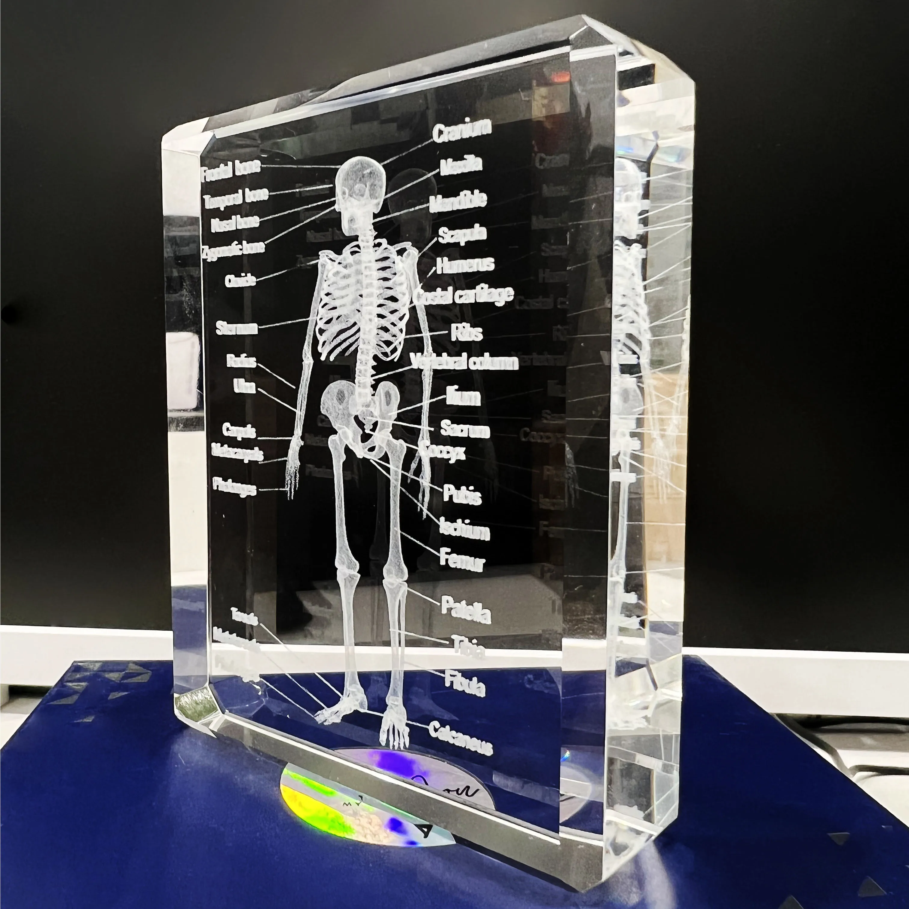 3D Laser Engraved Human Skeleton Model - Educational Gift