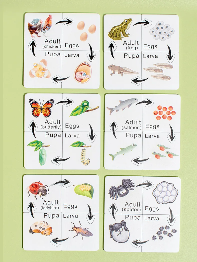 Wooden Animals Growth Cycle Puzzle Montessori Materials Homeschool ...