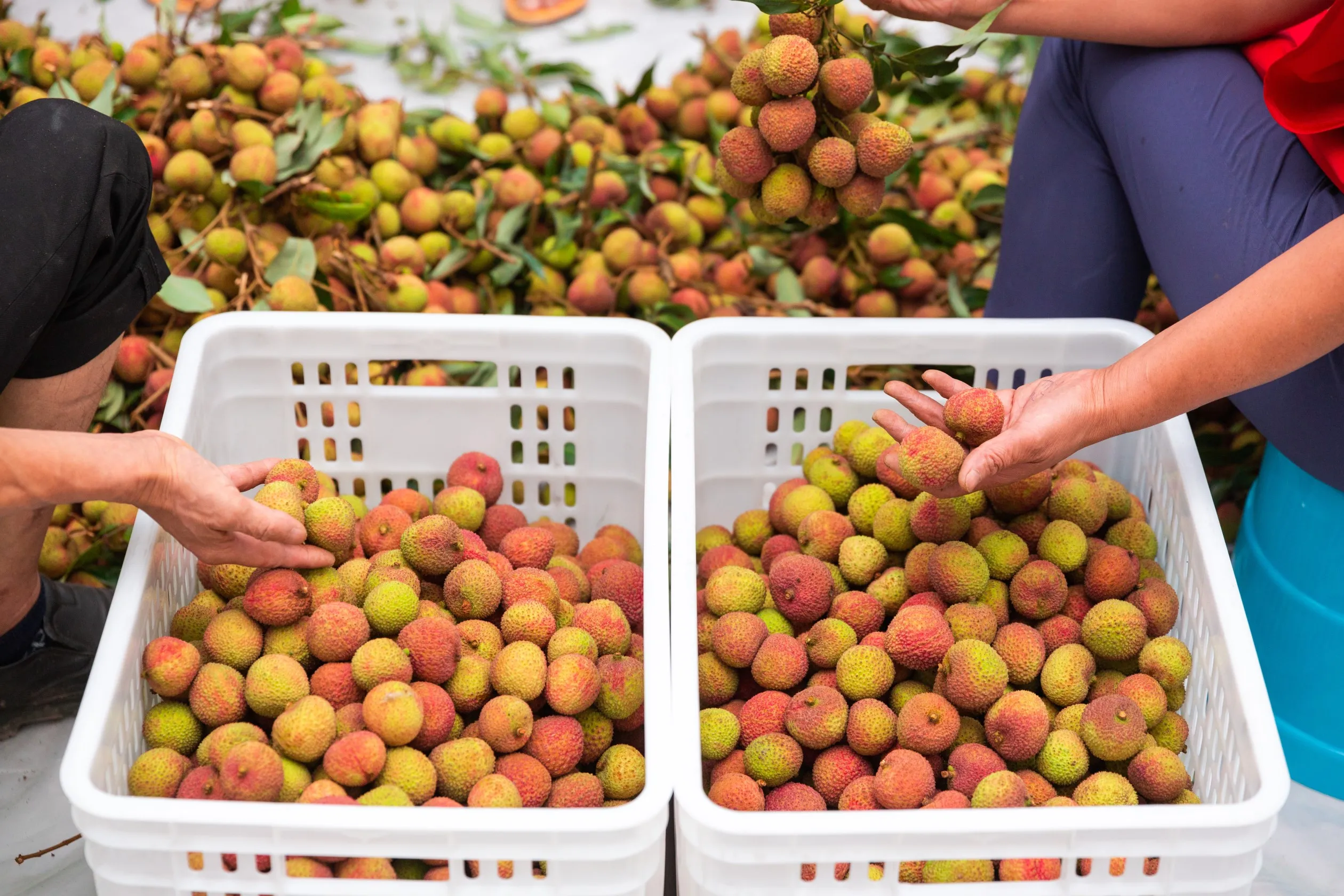 Fresh Lychee China Tropical Organic Fresh Litchi Fruit for Export ...
