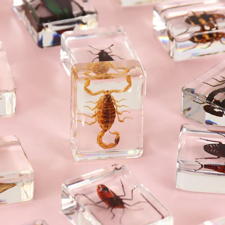 Alibaba.com: Transparent resin insect specimens with real spider and ...