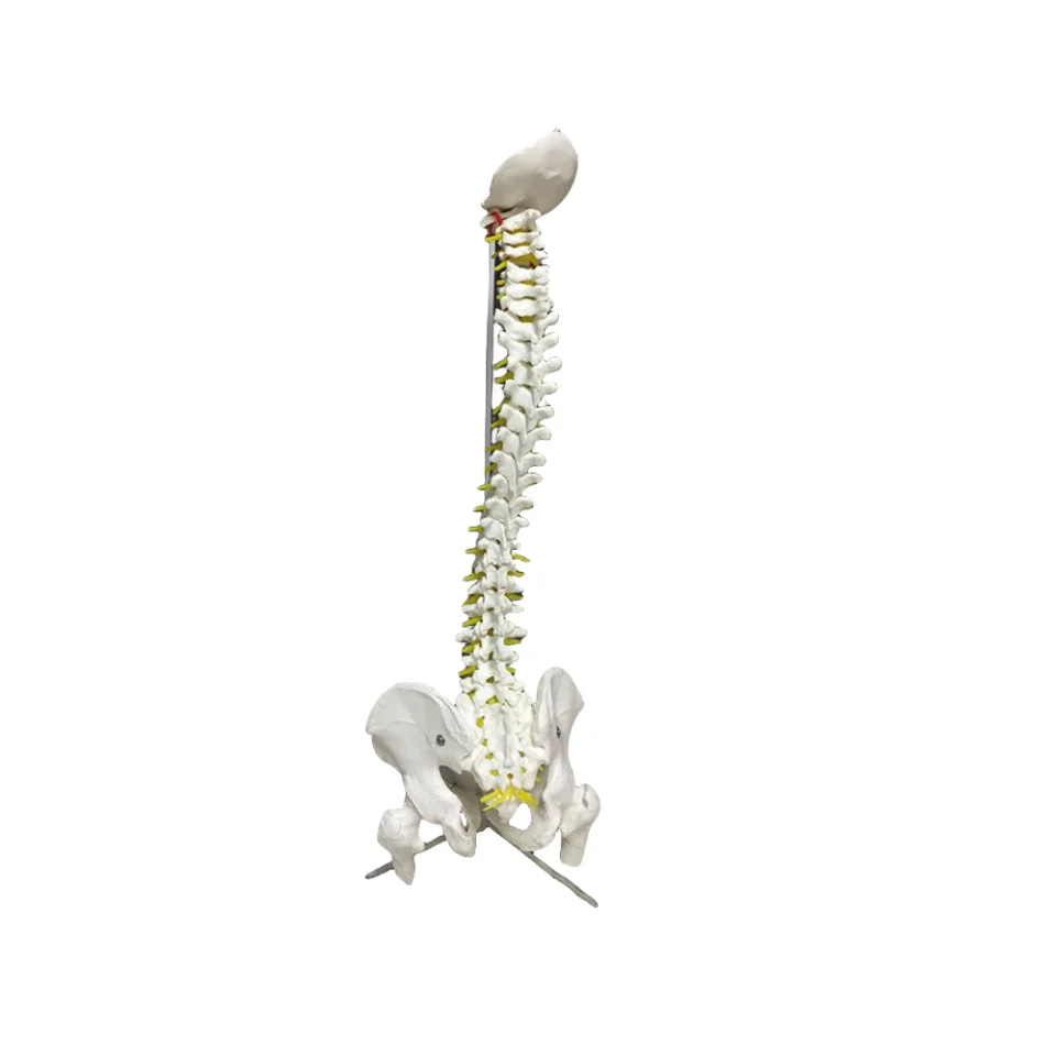 Medical Science Vertebral Column Spine With Pelvis Model Human Plastic ...