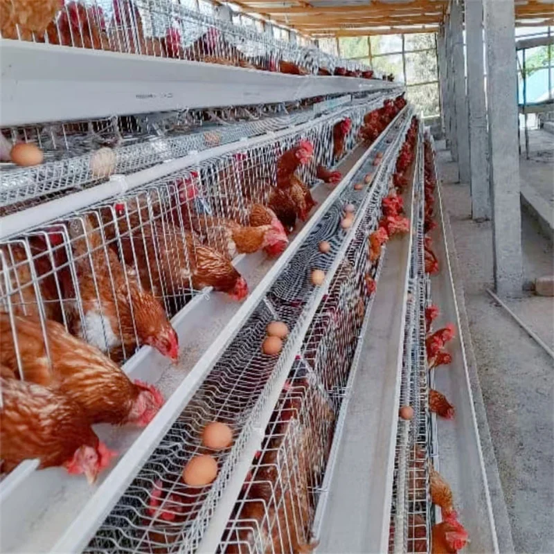 3 Tiers And 4 Tiers Chicken Egg Layer Battery Cage For Tanzania Poultry ...