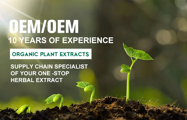 Factory Supply 100% Natural Datura Extract 10:1 Hindu Datura Flower ...