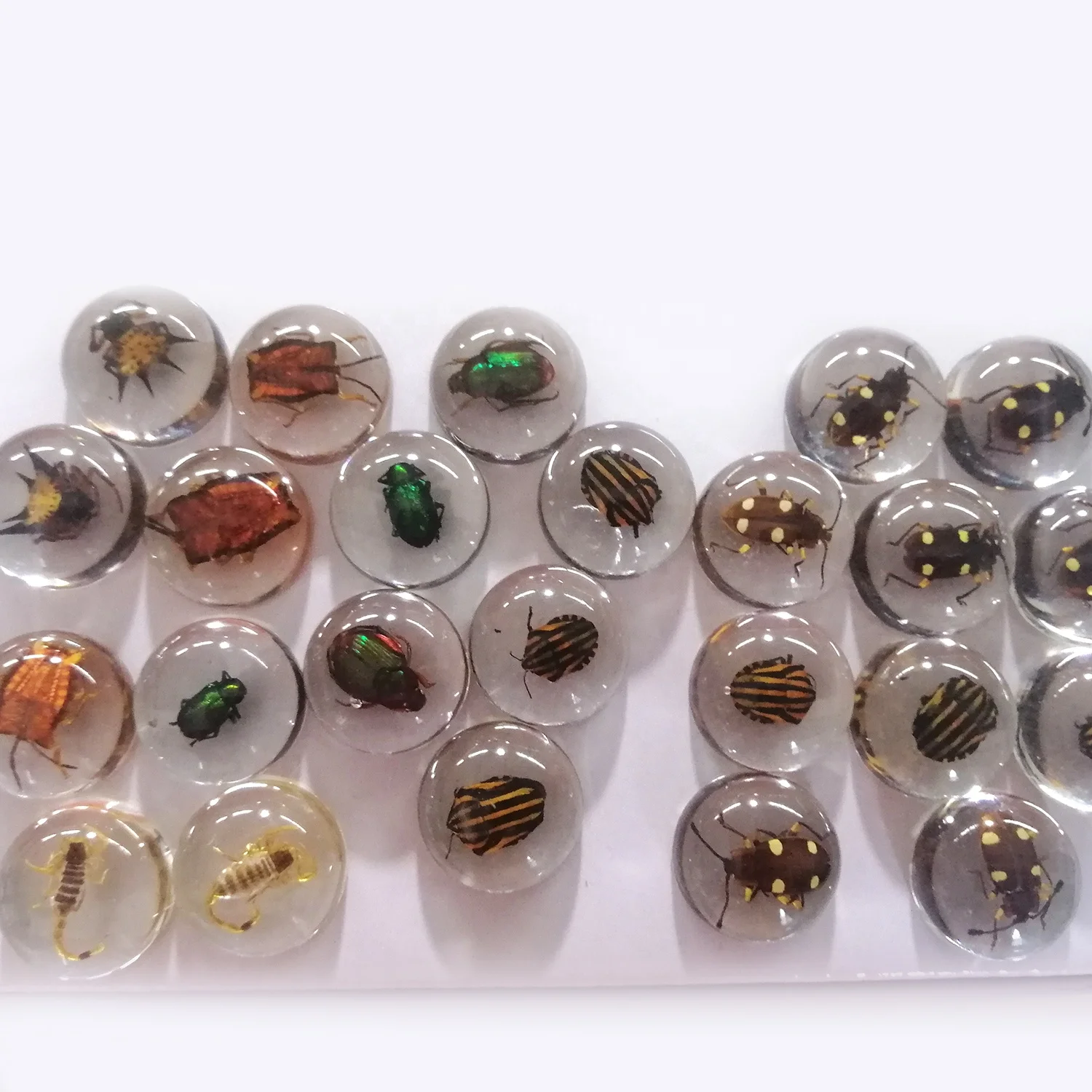 Small Insect Specimen in Resin - True Biological Art